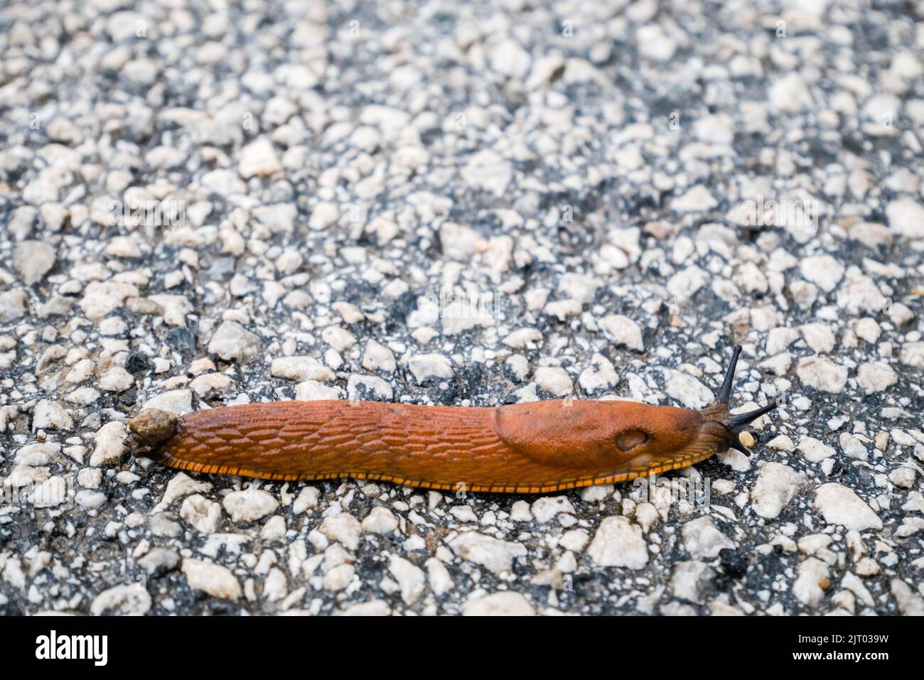 Spanish Slug (Arion lusitanicus - Arion vulgaris) or Portuguese slug as ...