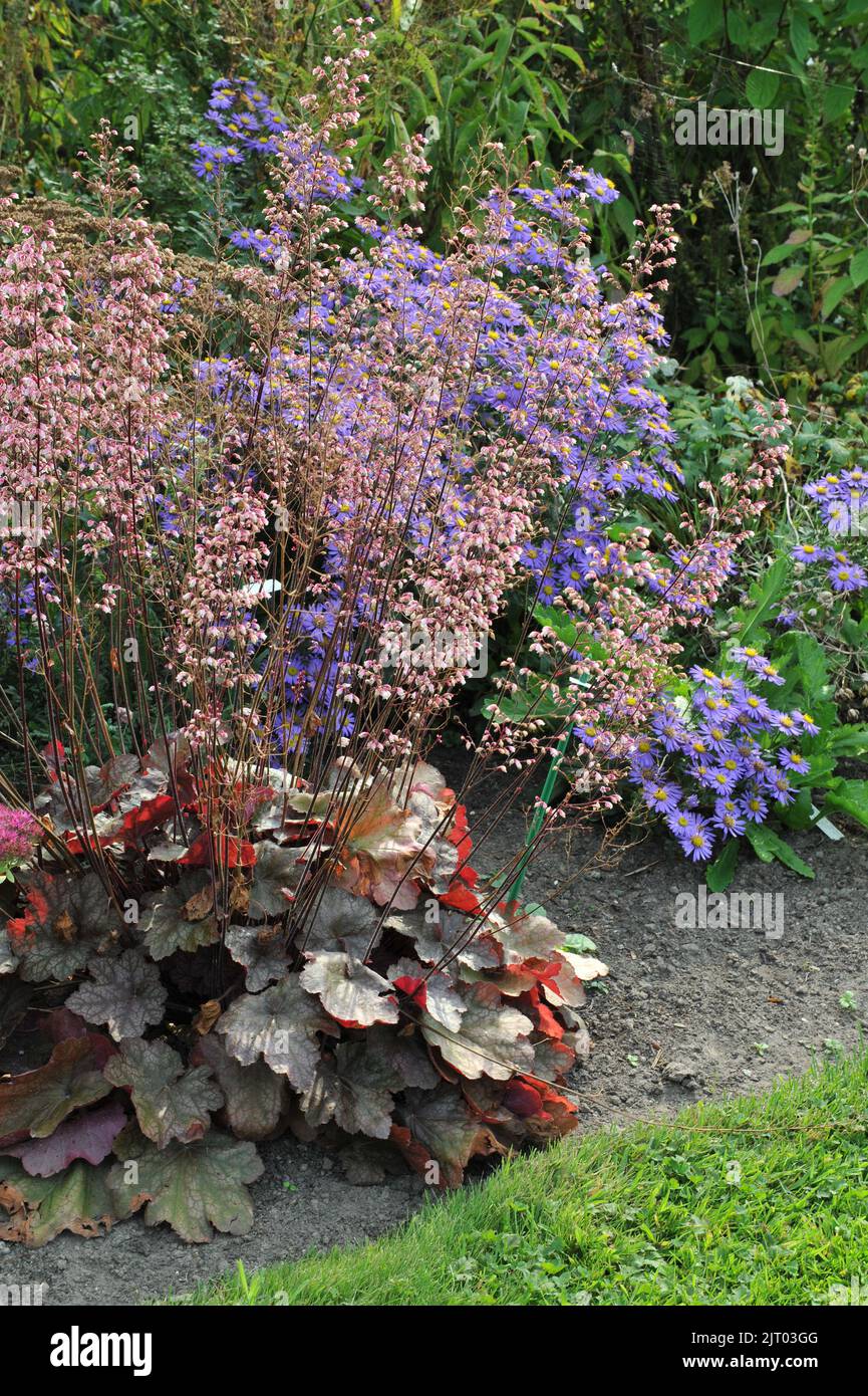 A flower border in a garden with purple-leaved Heuchera Beaujolais and ...