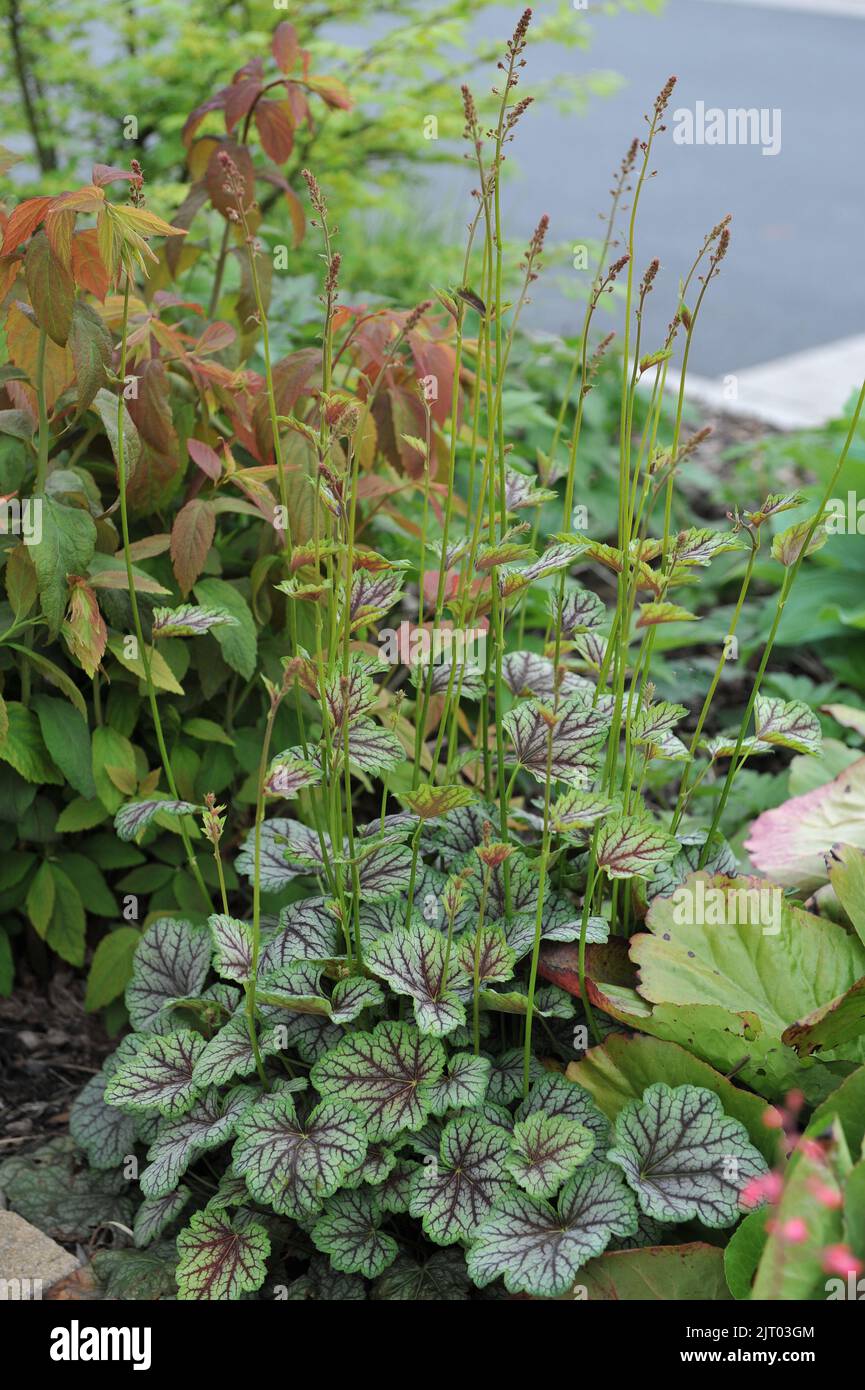 A flower border in a garden with Heuchera Magic Color and Spiraea ...
