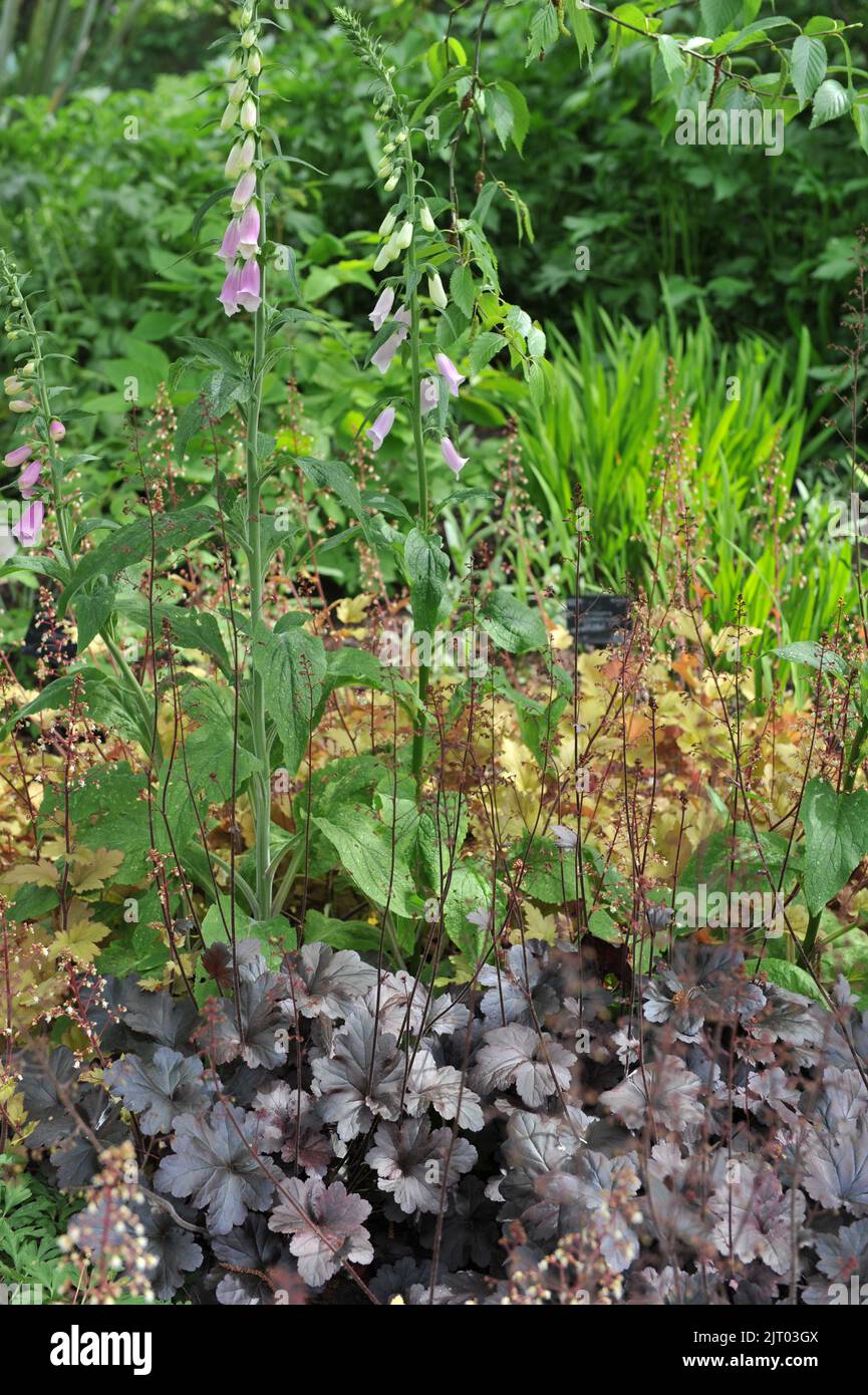 A flower border in a garden with dark-leaved Heuchera Obsidan and pink ...