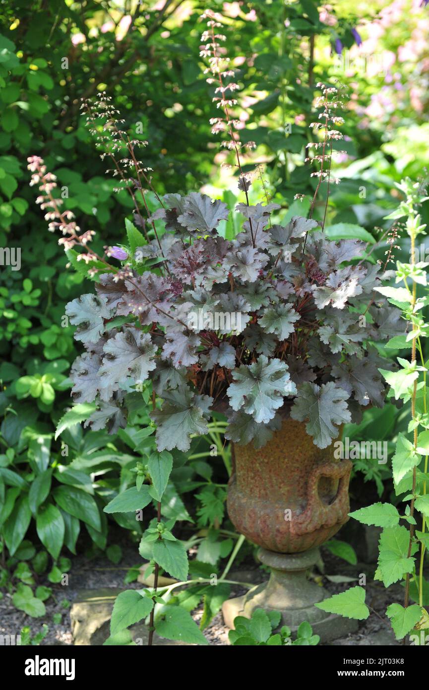 Heuchera leaves and flowers hi-res stock photography and images - Alamy