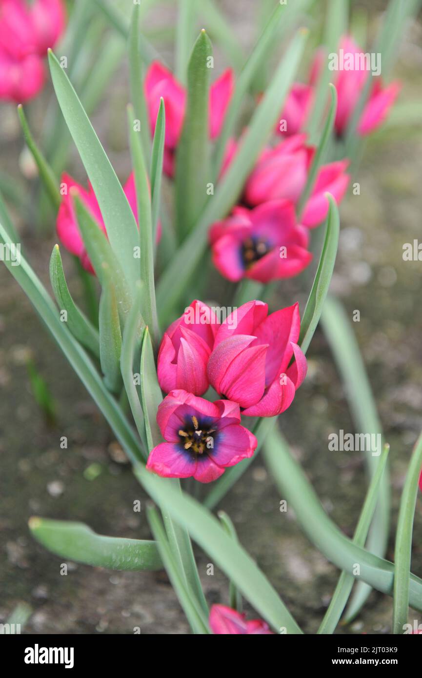 Purple Miscellaneous tulips (Tulipa humilis) Dream bloom in a garden in ...