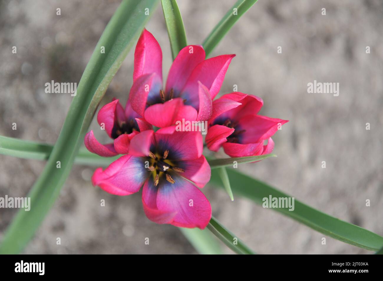 Purple Miscellaneous tulips (Tulipa humilis) Dream bloom in a garden in ...