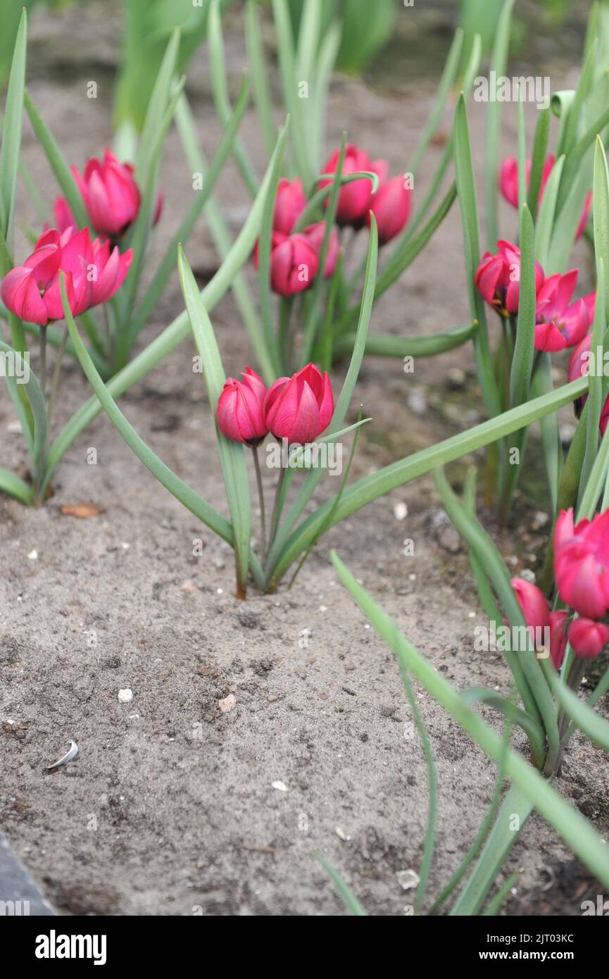 Purple Miscellaneous tulips (Tulipa humilis) Dream bloom in a garden in ...