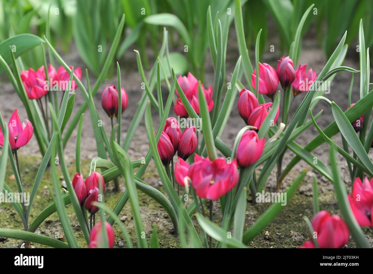 Purple Miscellaneous tulips (Tulipa humilis) Dream bloom in a garden in ...