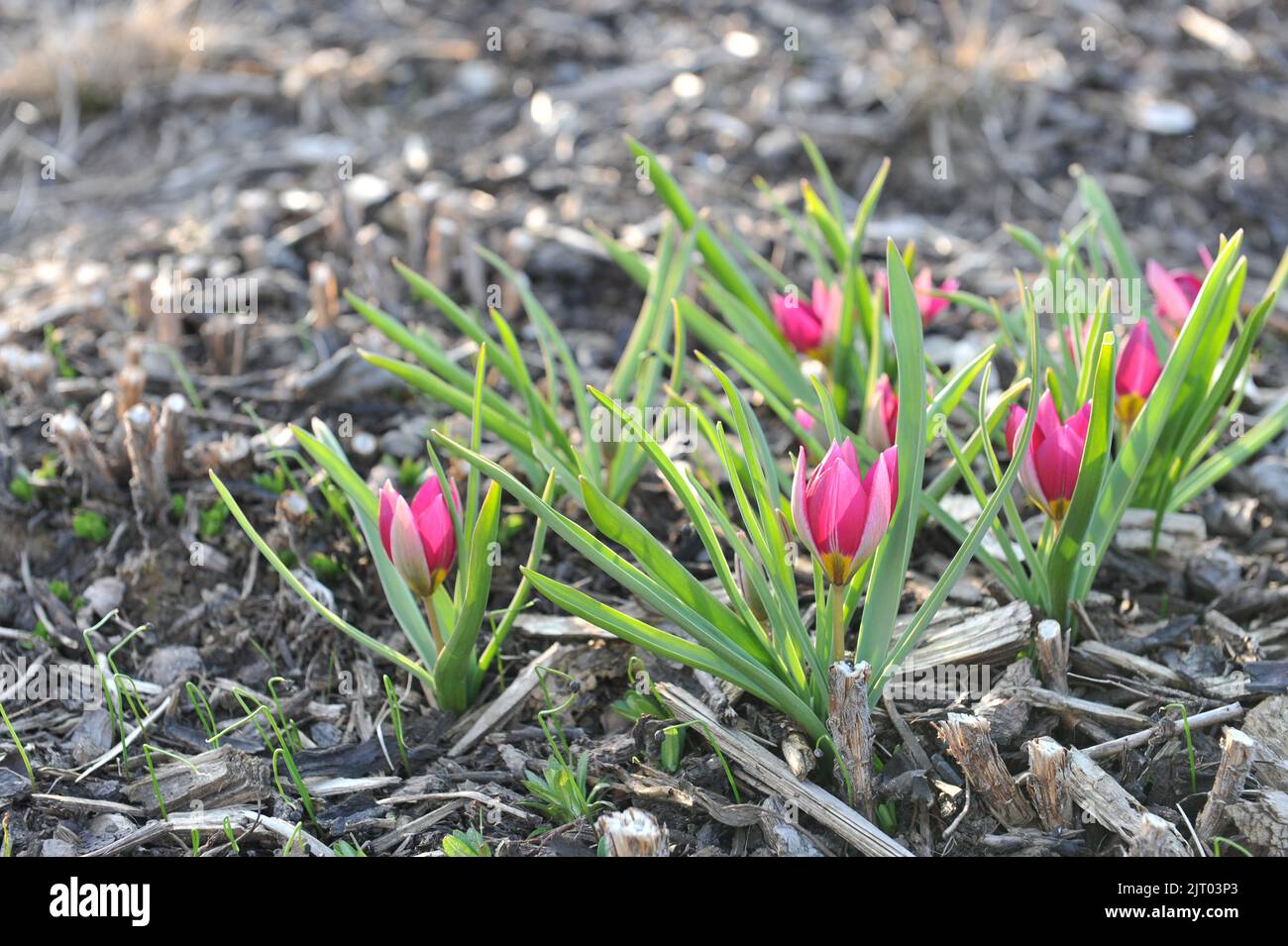Purple Miscellaneous tulips (Tulipa humilis) Persian Pearl bloom in a ...
