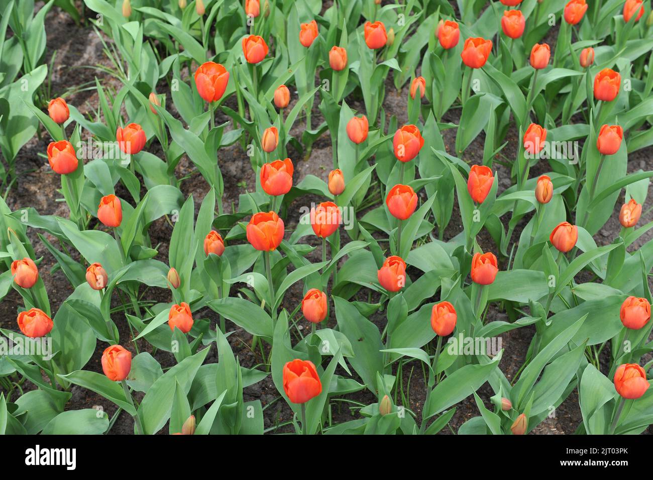 Orange Triumph tulips (Tulipa) Prins Willem-Alexander bloom in a garden ...
