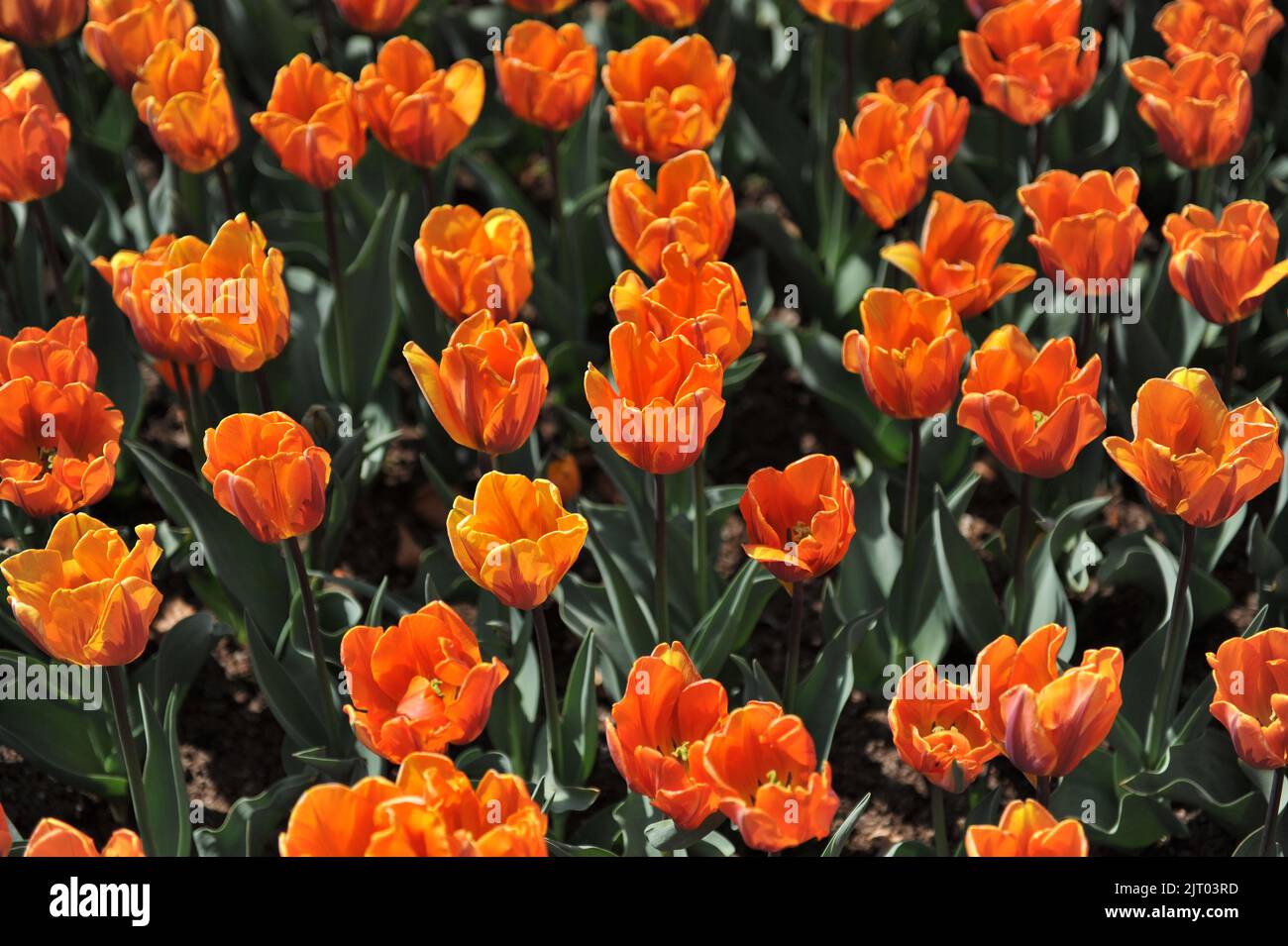 Orange Triumph tulips (Tulipa) Prinses Irene bloom in a garden in April ...