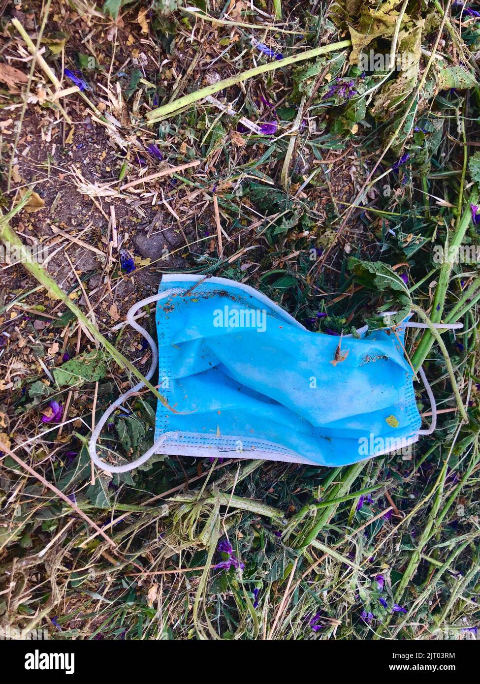 Used blue medical mask thrown in the park. Dirty surgical mask lies on ...