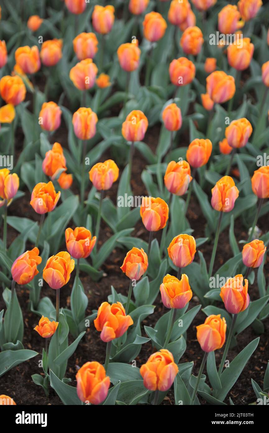 Orange Triumph tulips (Tulipa) Prinses Irene bloom in a garden in April ...