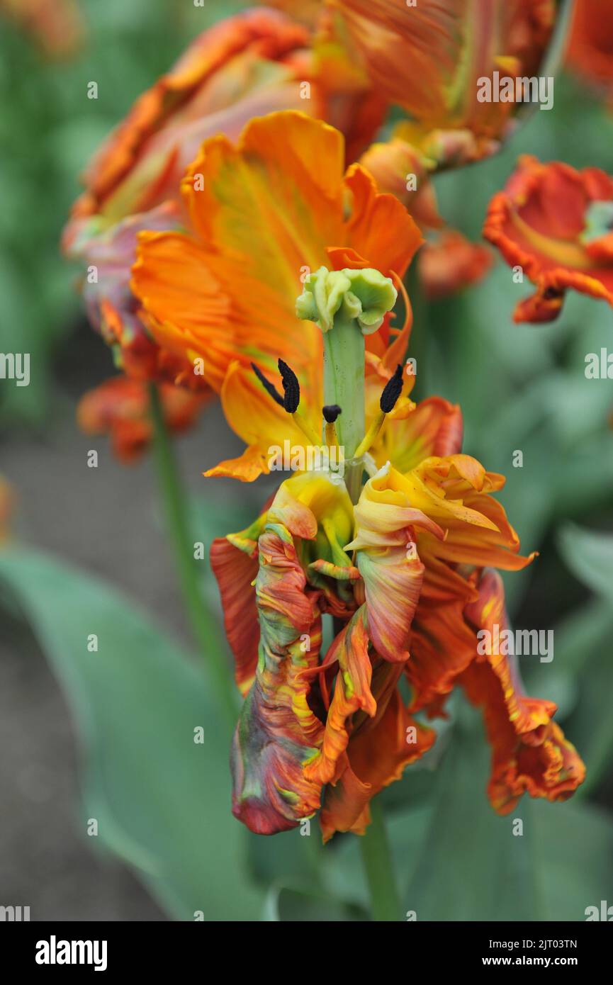 Orange Parrot tulips (Tulipa) Prinses Irene Parkiet bloom in a garden ...