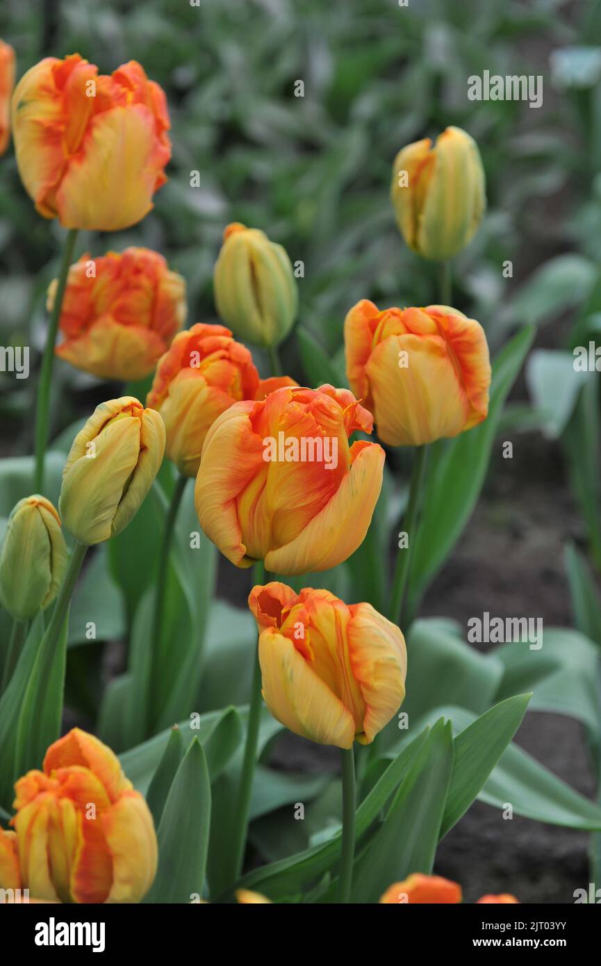 Orange Parrot tulips (Tulipa) Professor Roentgen bloom in a garden in ...