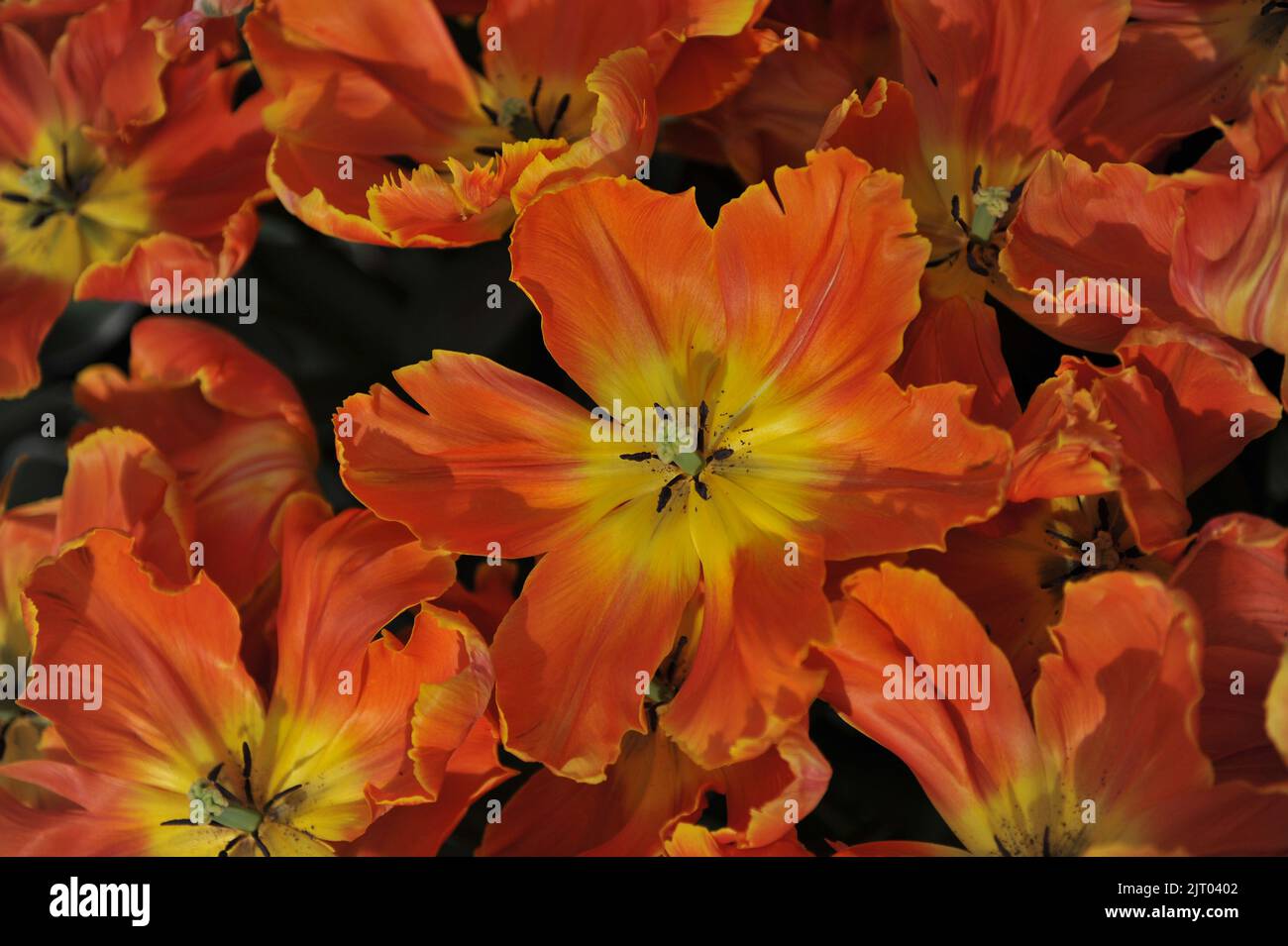 Orange Parrot tulips (Tulipa) Professor Roentgen bloom in a garden in ...
