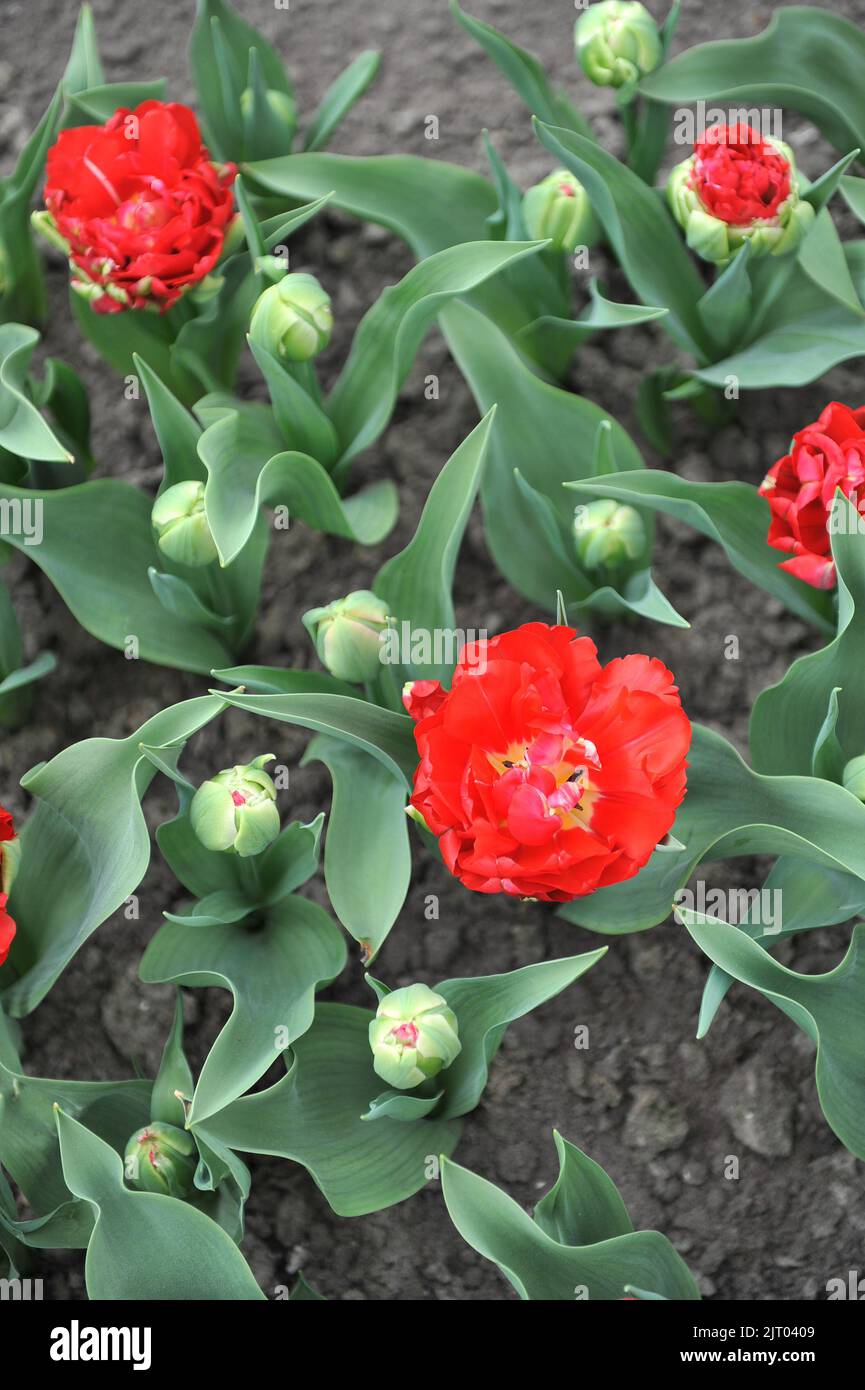 Red peony-flowered Double Early tulips (Tulipa) Promiss bloom in a ...