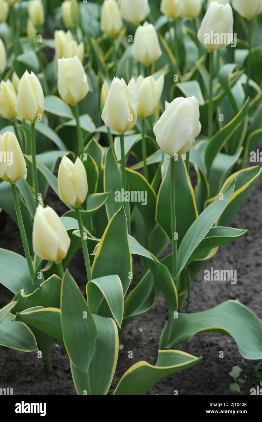 Purissima design hi-res stock photography and images - Alamy