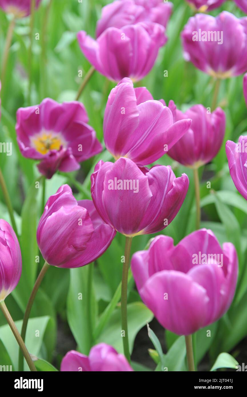 Triumph tulips (Tulipa) Purple Cloud bloom in a garden in April Stock Photo - Alamy