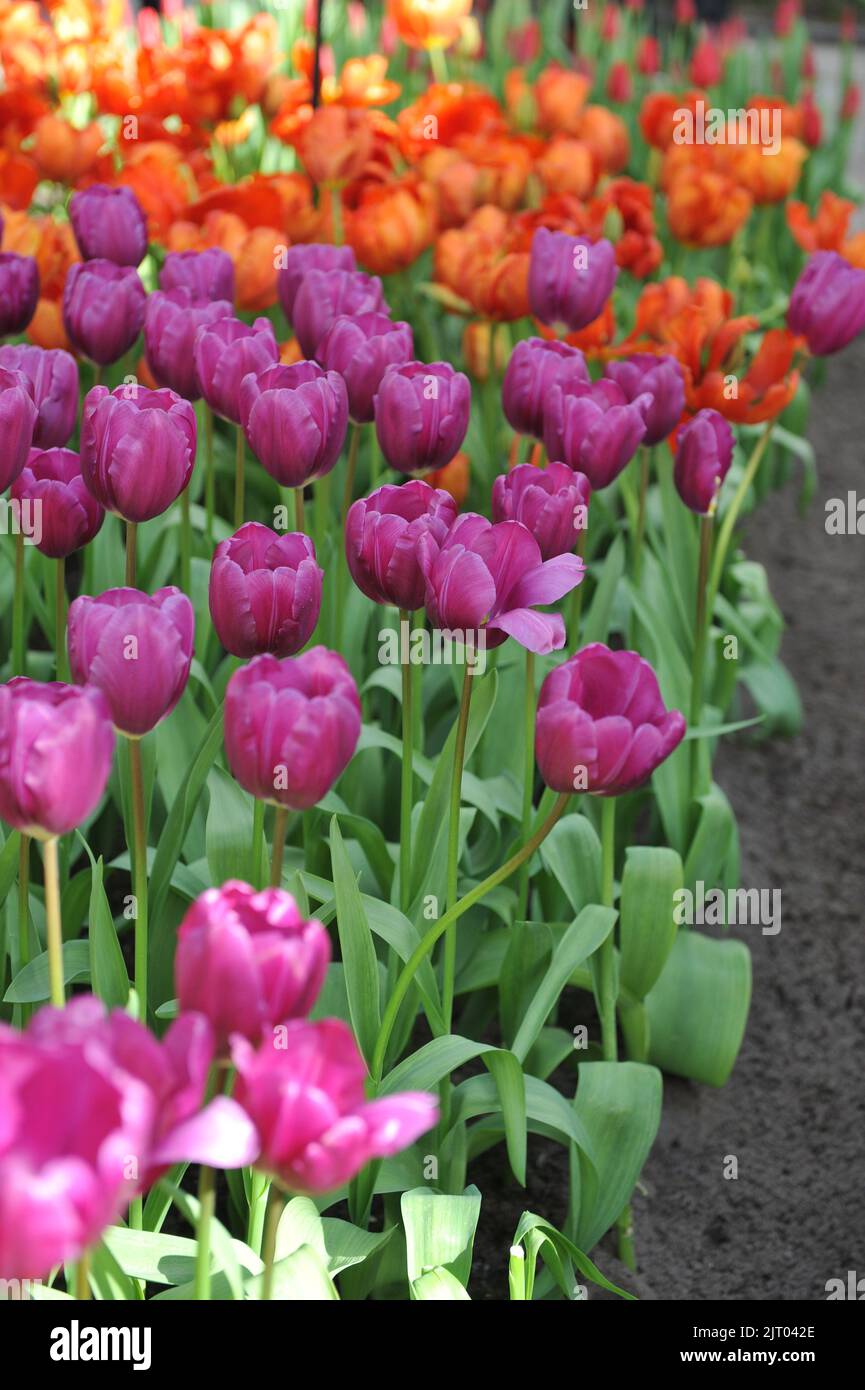 Triumph tulips (Tulipa) Purple Cloud bloom in a garden in April Stock ...