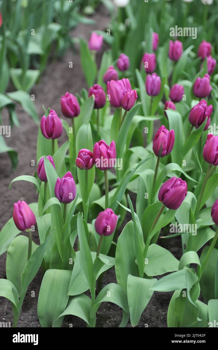 Botany cloud hi-res stock photography and images - Alamy