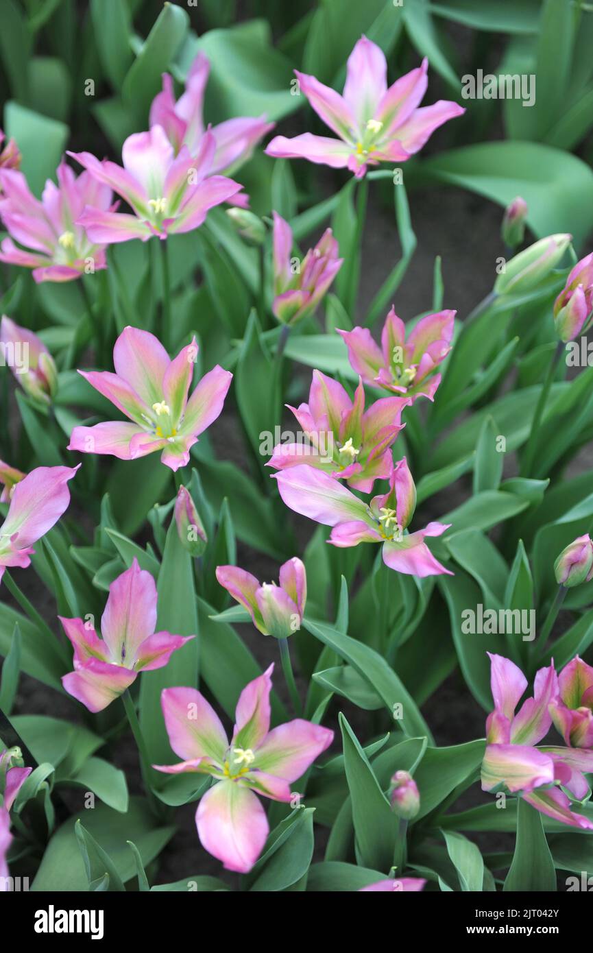 Tulipa purple dance hi-res stock photography and images - Alamy