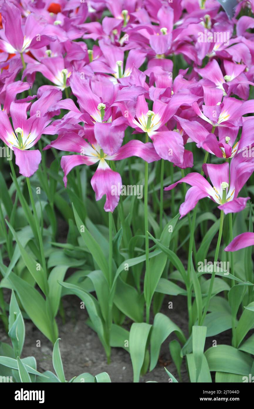 Pink and white lily-flowered tulips (Tulipa) Purple Dream bloom in a ...