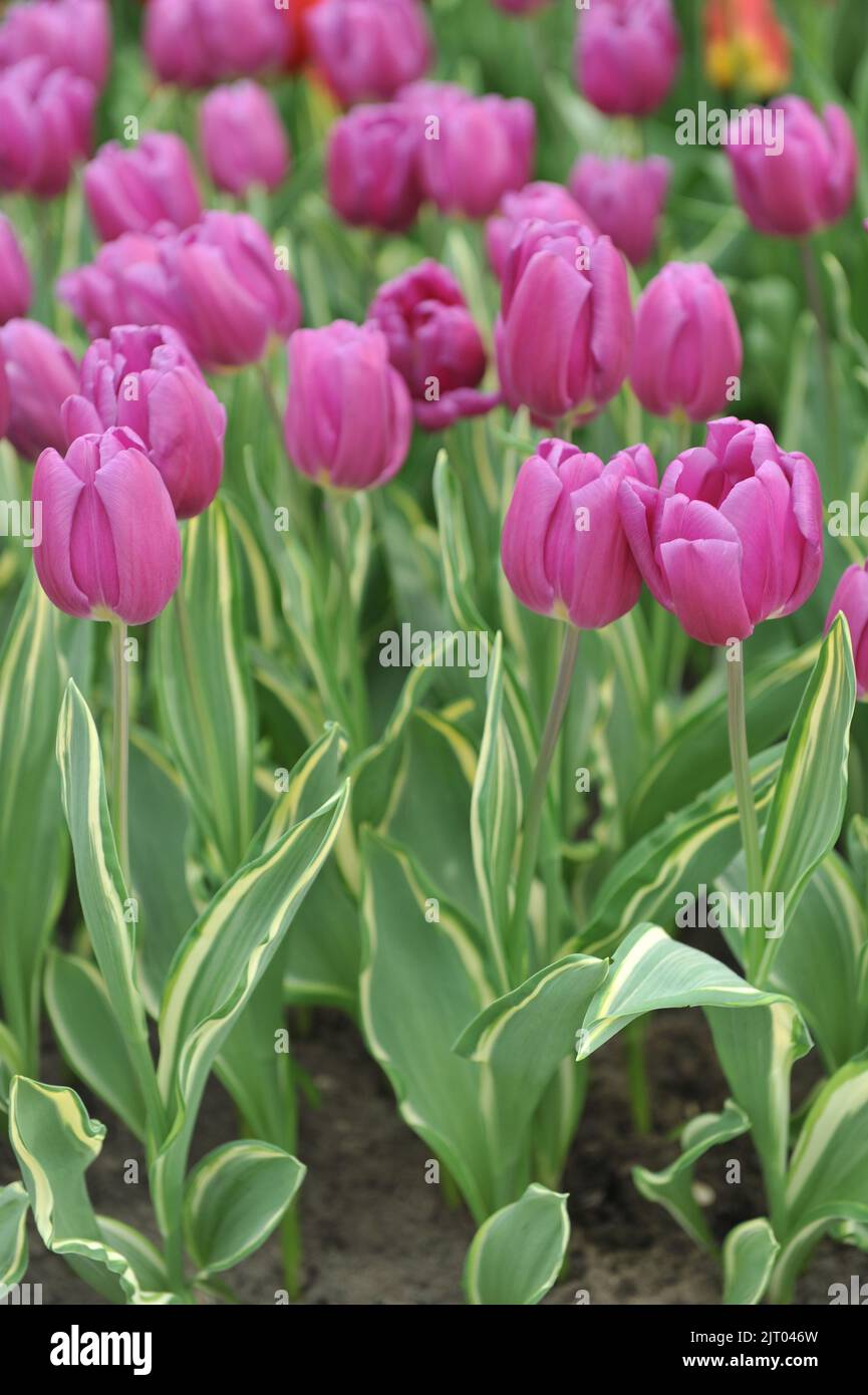 Purple And Green Variegated Leaves