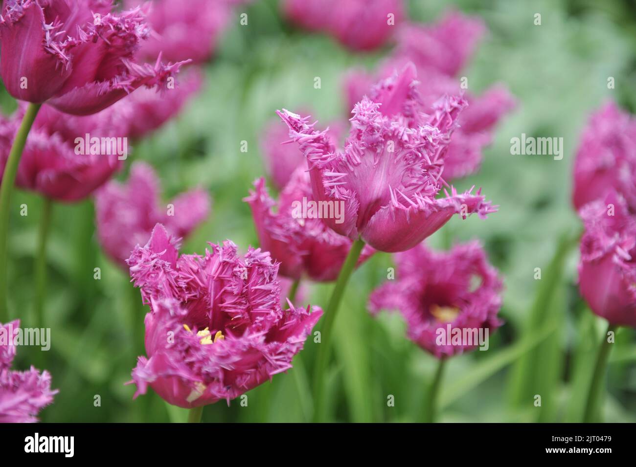 Fringed tulips (Tulipa) Purple Jaws bloom in a garden in April Stock ...