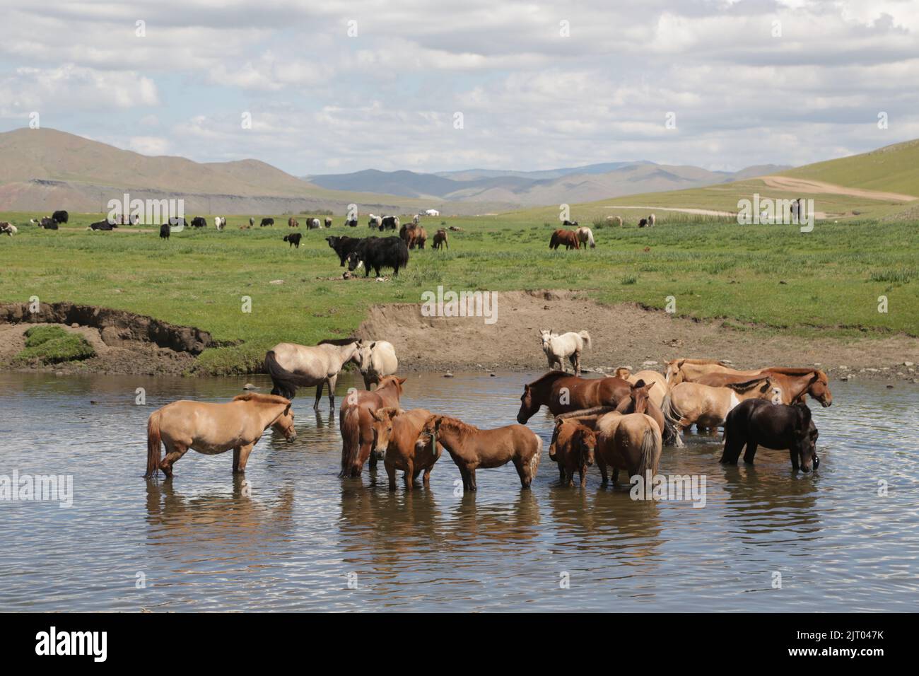 in the land of mongolia the nature and environment Stock Photo - Alamy