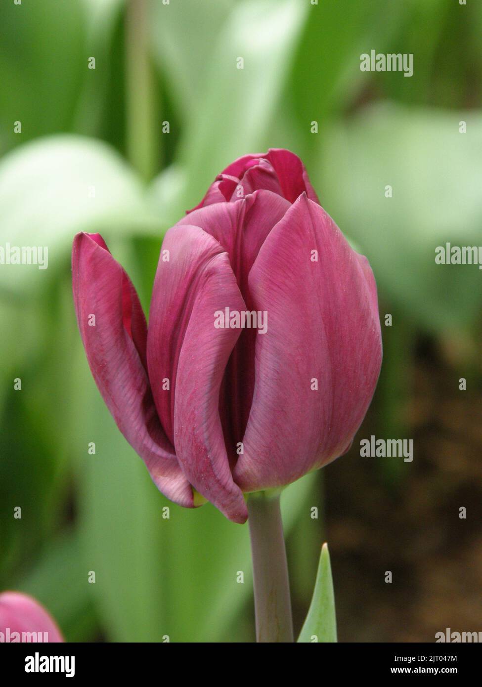 Triumph tulips (Tulipa) Purple Lady bloom in a garden in March Stock ...