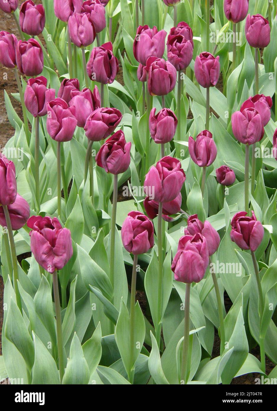 Triumph tulips (Tulipa) Purple Lady bloom in a garden in March Stock ...