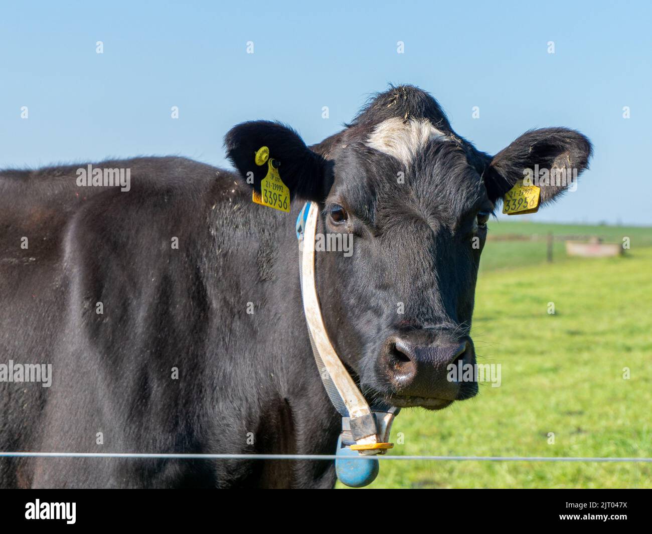 Cattle neck hi-res stock photography and images - Alamy