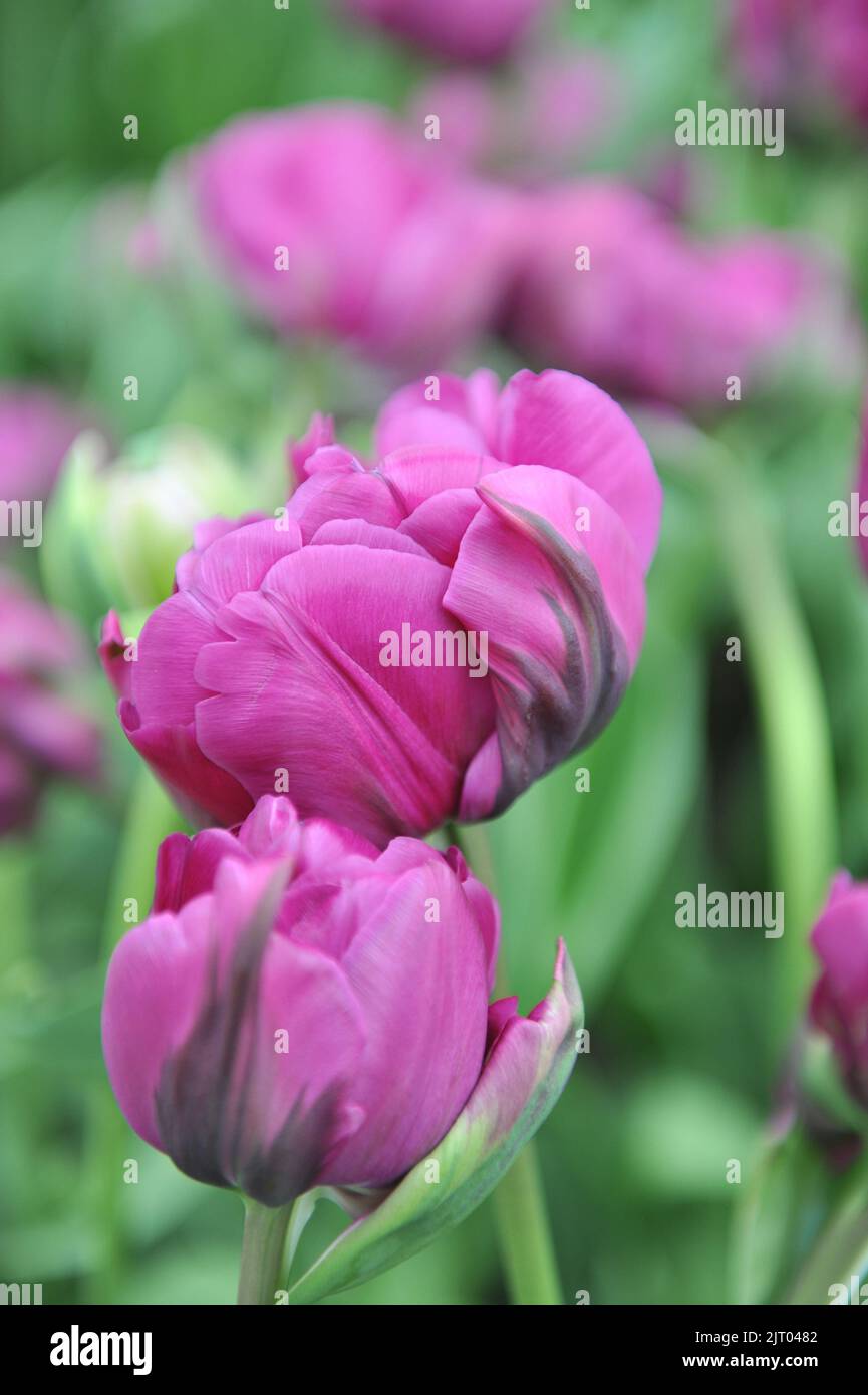 Peony-flowered Double Early tulips (Tulipa) Purple Pion bloom in a ...