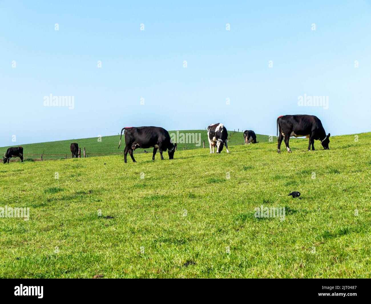 Free grazing cows, day. Clear blue sky over green hills. Agricultural ...