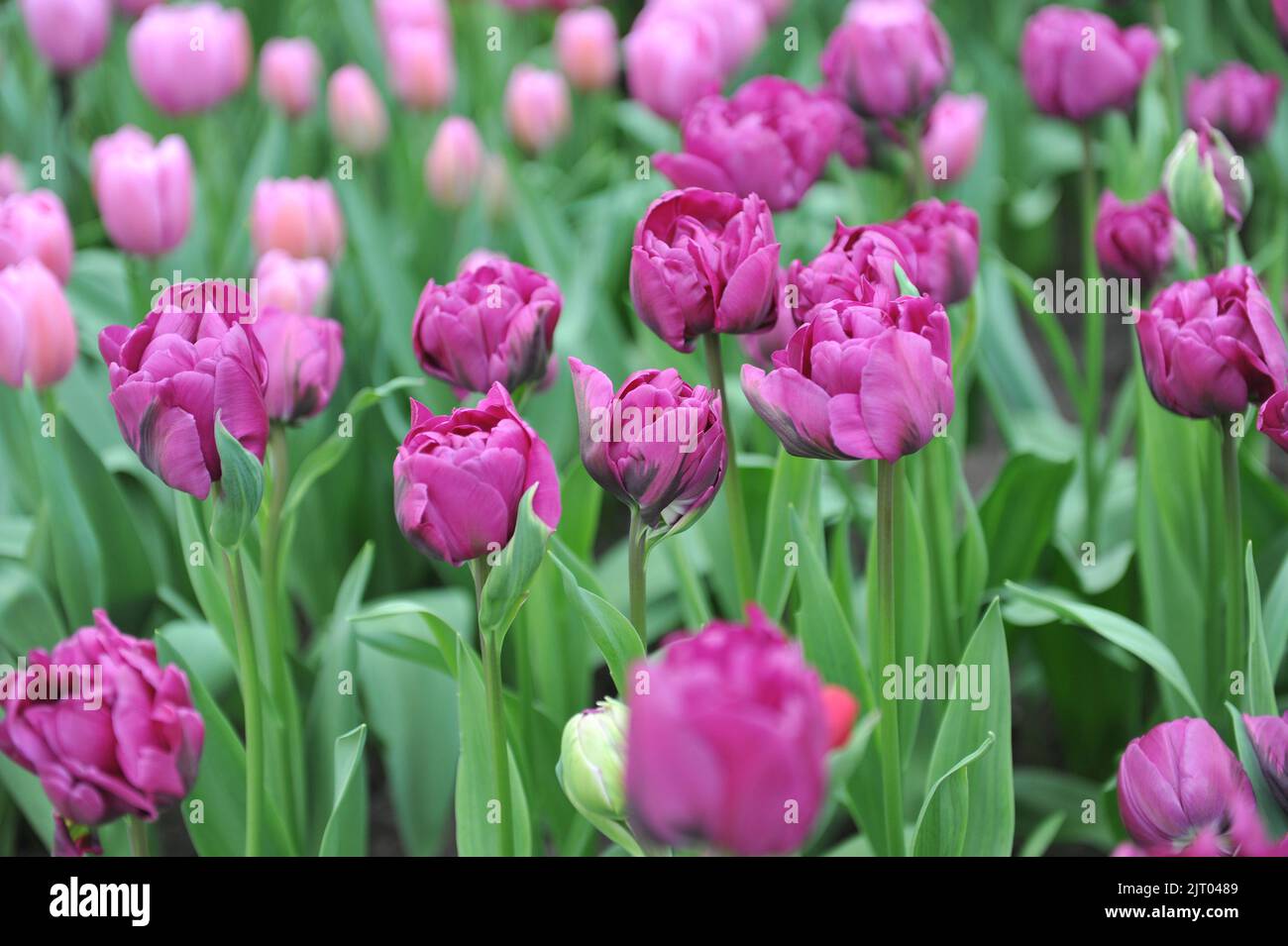 Peony-flowered Double Early tulips (Tulipa) Purple Pion bloom in a ...