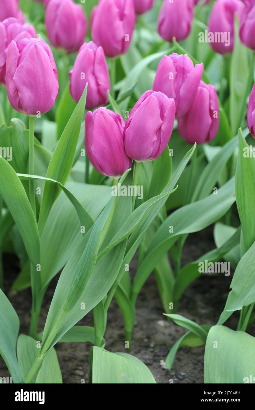 Single Early tulips (Tulipa) Purple Prince bloom in a garden in April ...