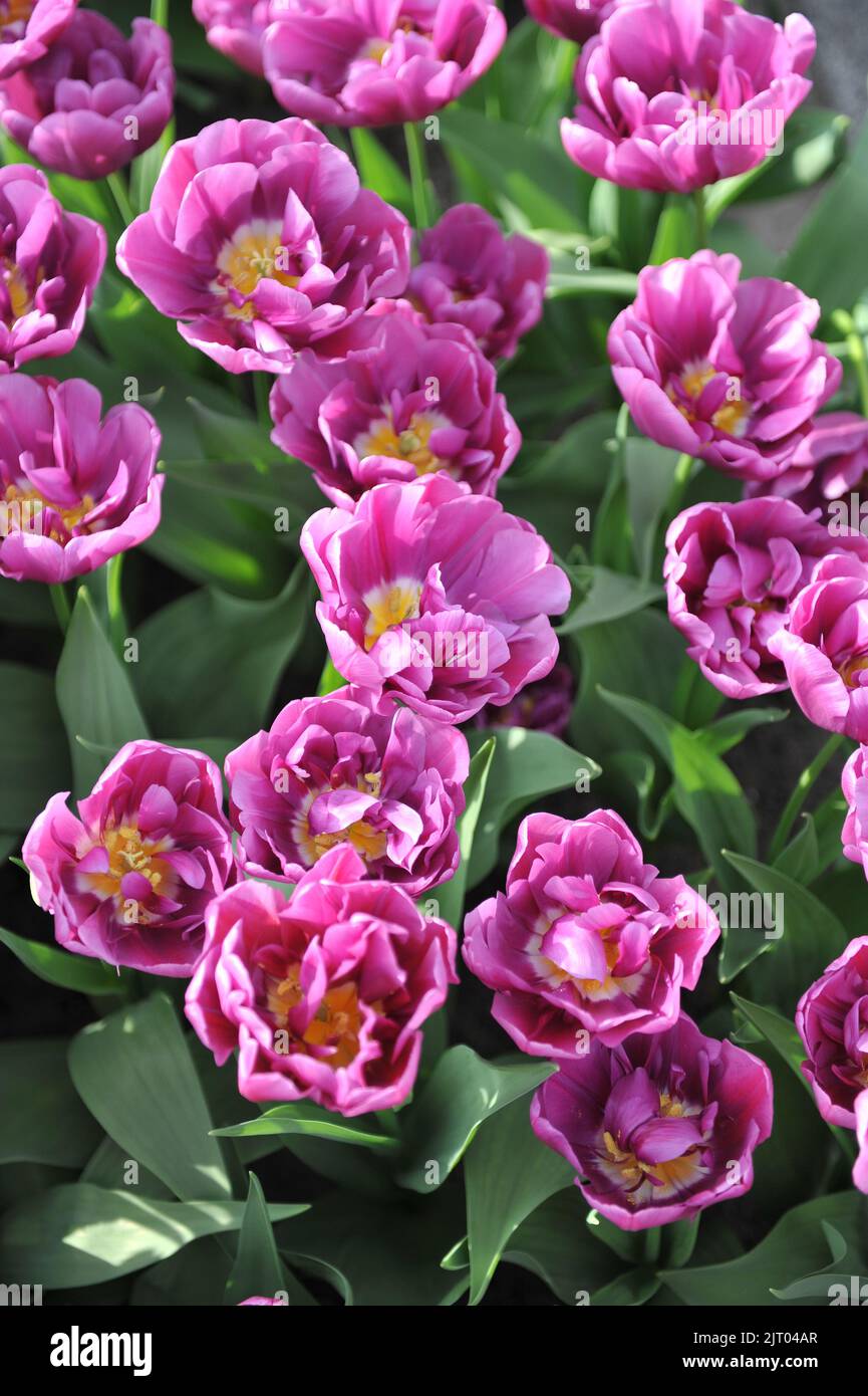 Peony-flowered Double Early tulips (Tulipa) Purple Sky bloom in a ...