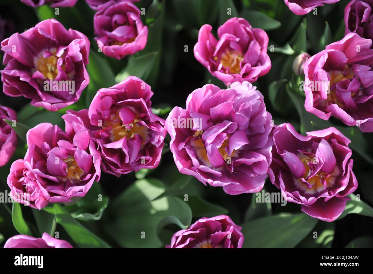 Peony-flowered Double Early tulips (Tulipa) Purple Sky bloom in a ...