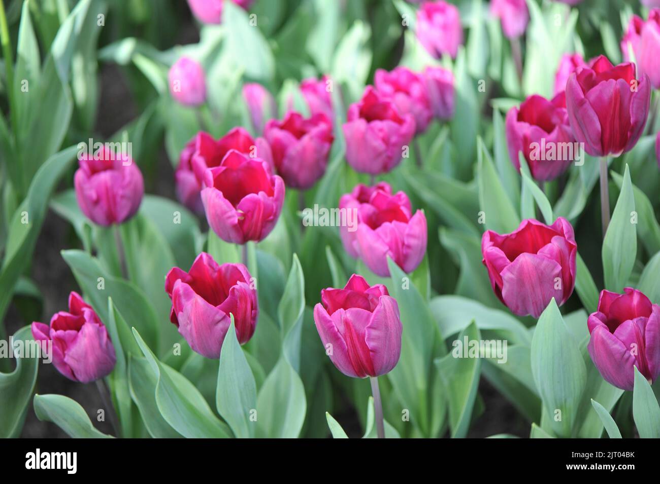 Triumph tulips (Tulipa) Purple Stone bloom in a garden in April Stock ...