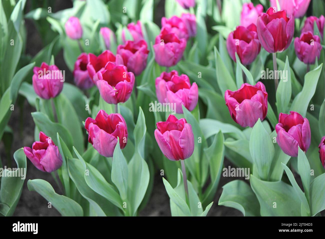Triumph tulips (Tulipa) Purple Stone bloom in a garden in April Stock ...