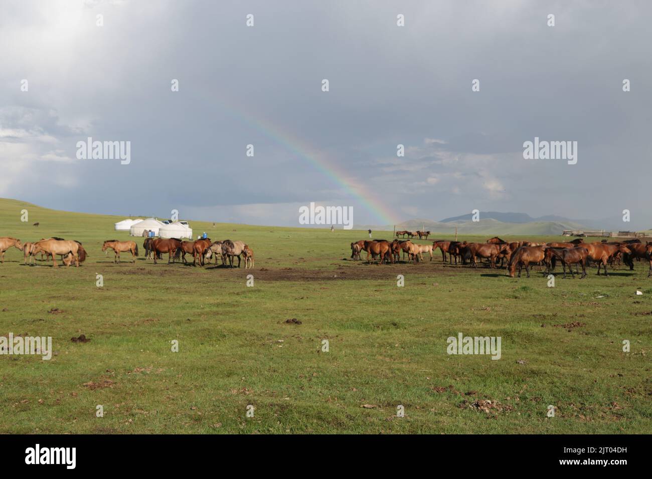 in the land of mongolia the nature and environment Stock Photo - Alamy