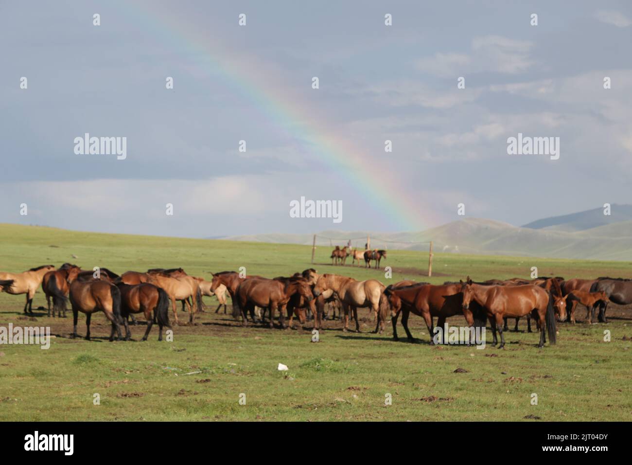 in the land of mongolia the nature and environment Stock Photo - Alamy
