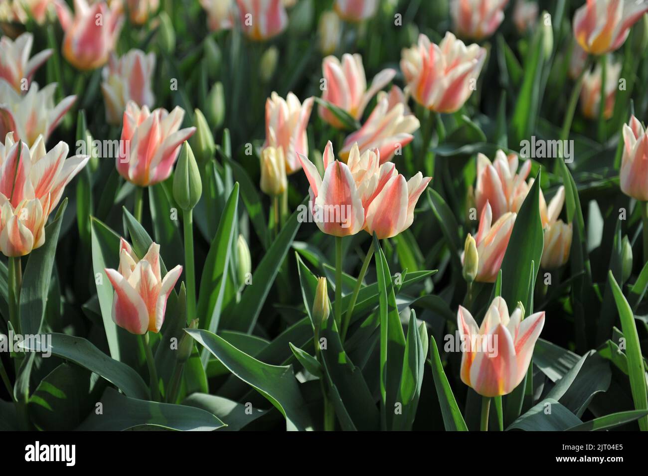 Red, yellow and white Greigii tulips (Tulipa) Quebec bloom in a garden ...