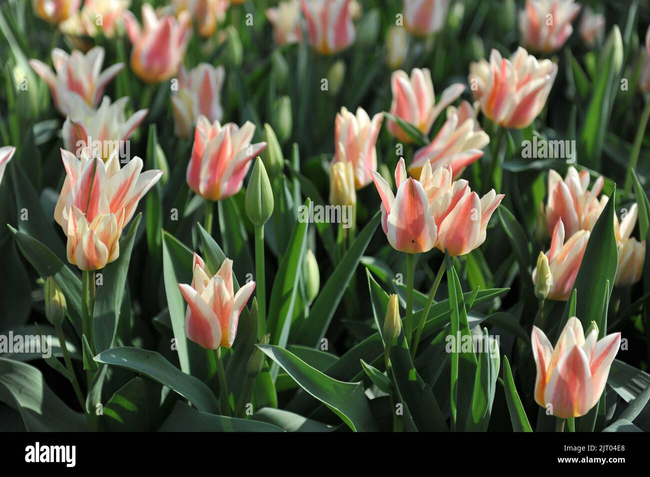 Red, yellow and white Greigii tulips (Tulipa) Quebec bloom in a garden ...