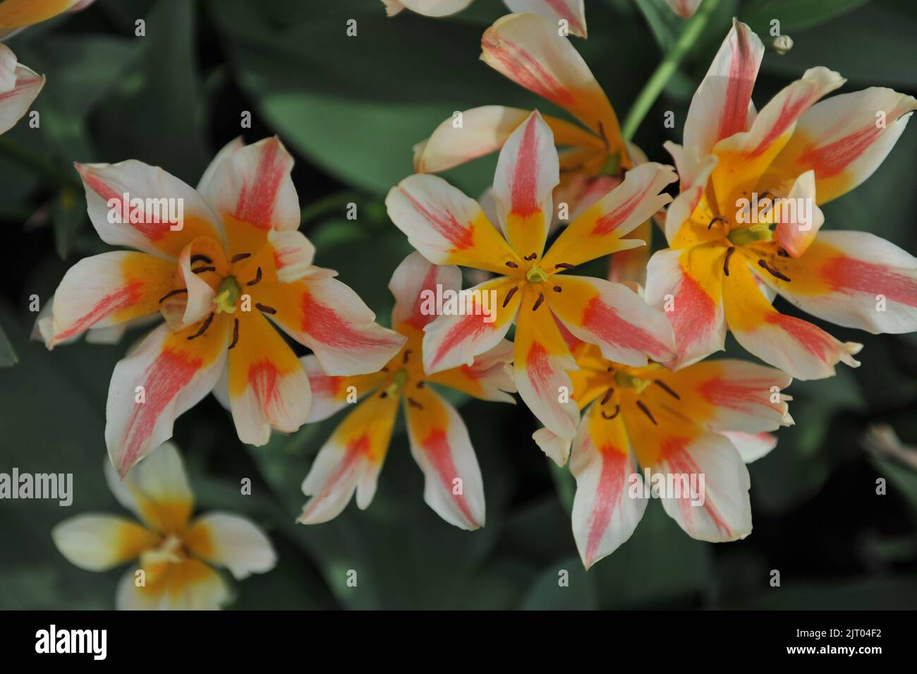 Red, yellow and white Greigii tulips (Tulipa) Quebec bloom in a garden ...