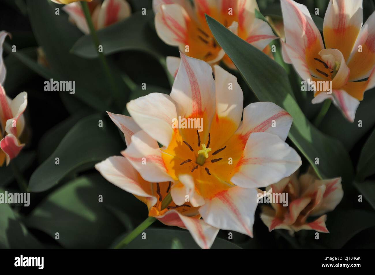 Red, yellow and white Greigii tulips (Tulipa) Quebec bloom in a garden ...