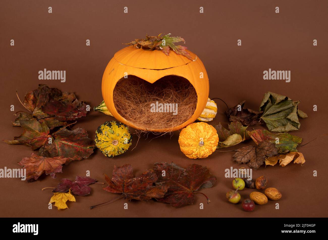 Newborn photography background/backdrop Cinderella pumpkin carriage ...