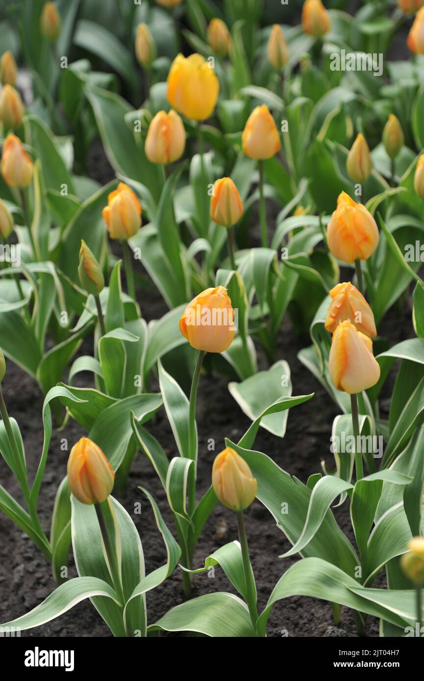 Orange-yellow Single Early tulips (Tulipa) Queen of Bestseller with ...