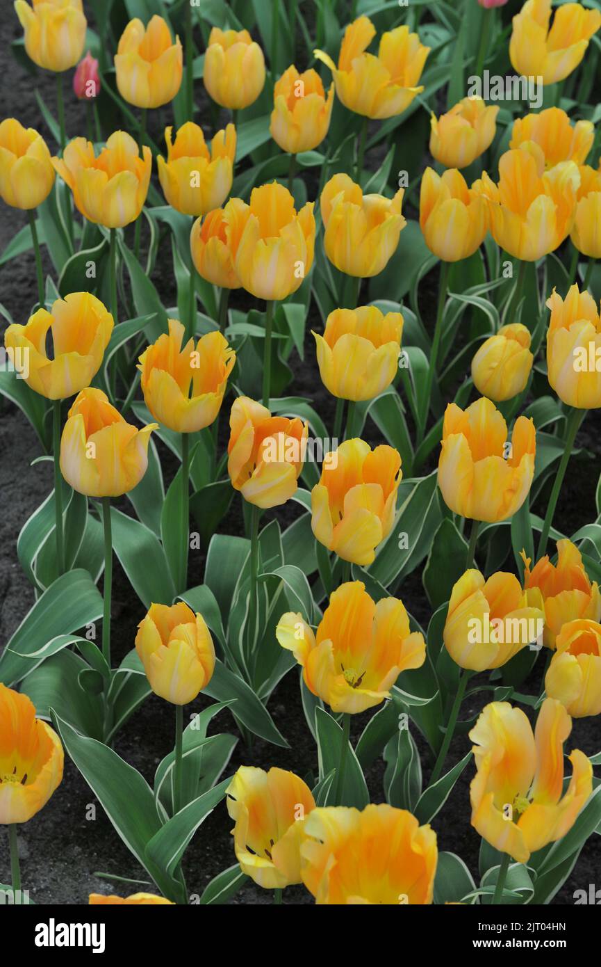 Orange-yellow Single Early tulips (Tulipa) Queen of Bestseller with ...