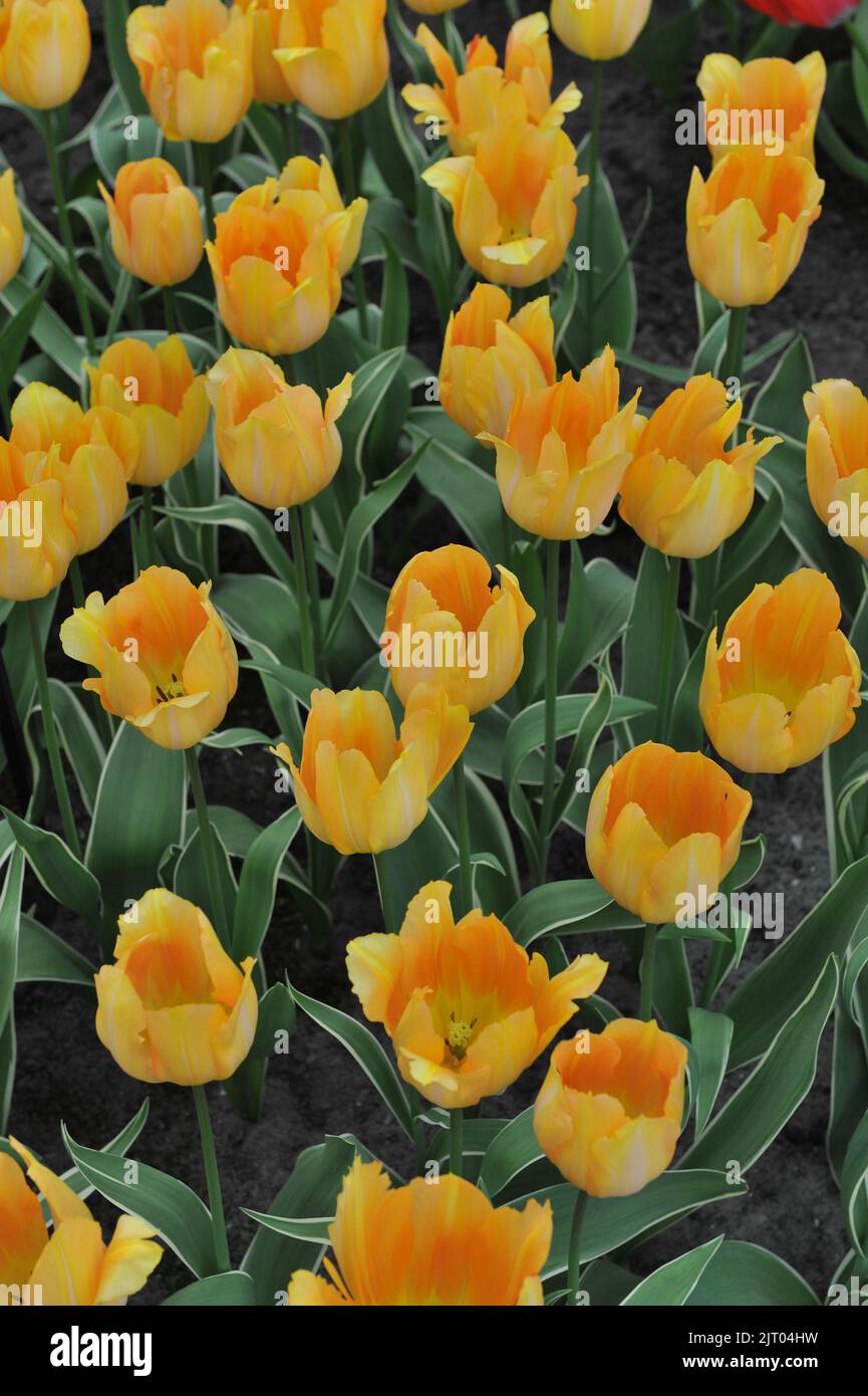 Orange-yellow Single Early tulips (Tulipa) Queen of Bestseller with ...