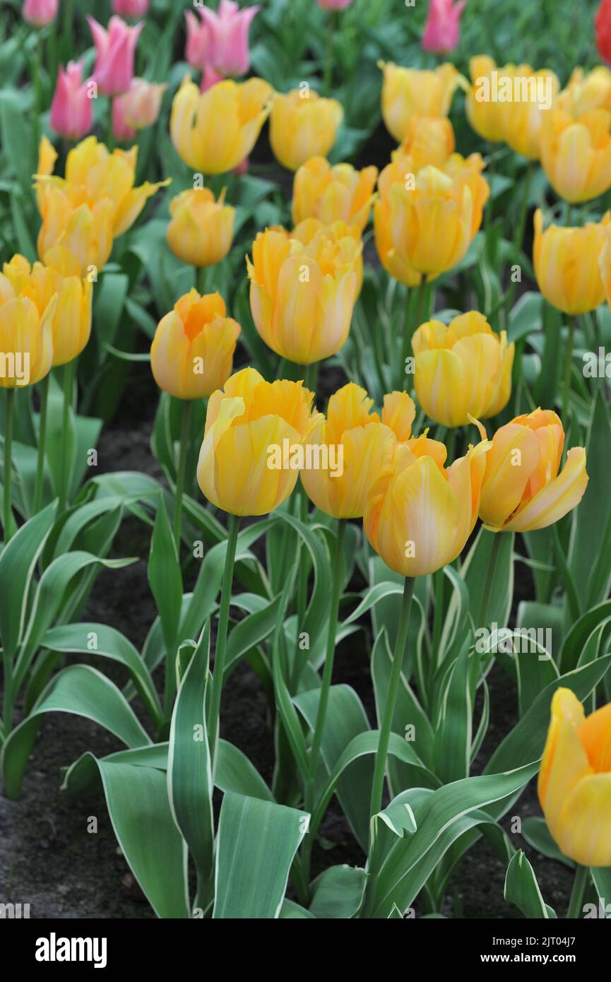 Orange-yellow Single Early tulips (Tulipa) Queen of Bestseller with ...