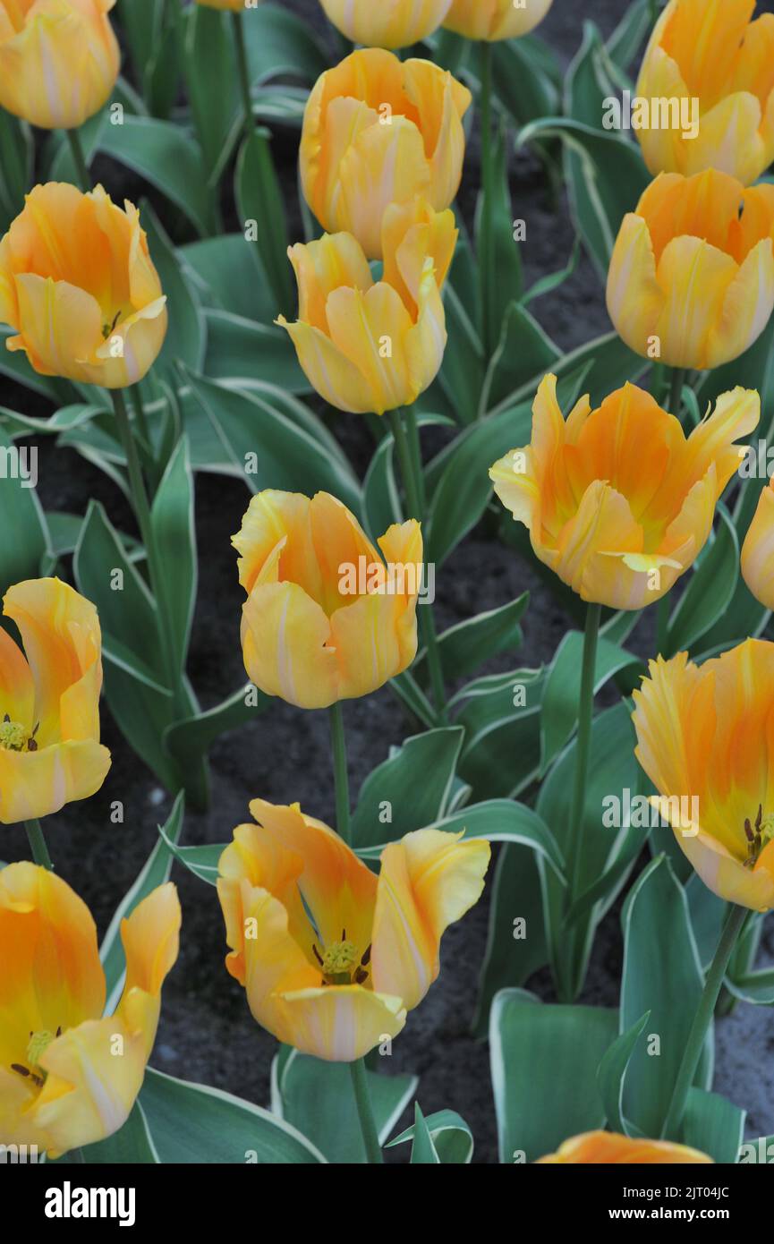Orange-yellow Single Early tulips (Tulipa) Queen of Bestseller with ...